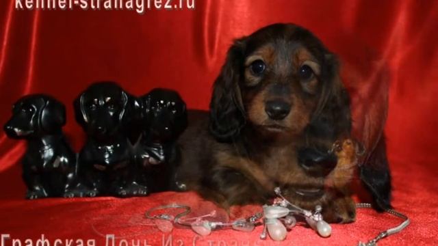 Детство одной таксы