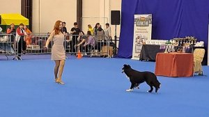 ,,Мастер и Маргарита "Выключилась музыка...Танцы с собаками.Экспофорум.Зоошоу.Санкт-Петербург.2024