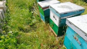 Брошенная пасека, 70 дней без пчеловода.