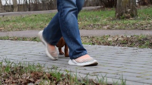 Краля Ляля из Страны Грез