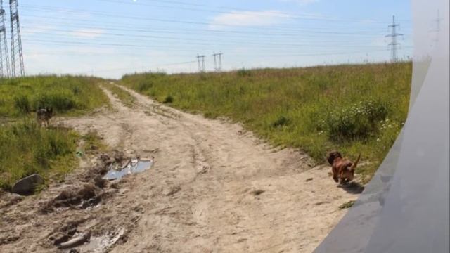 Жизнь наших домочадцев