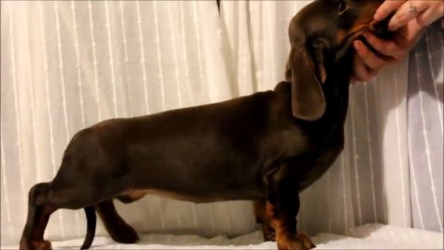 Жизнь В Шоколаде Из Страны Грез