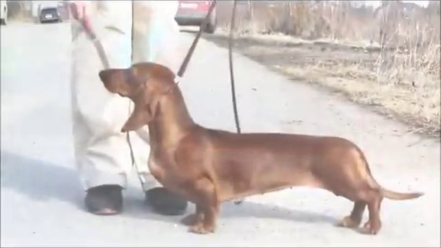 Хозяйка Судьбы из Страны Грёз   Кацу