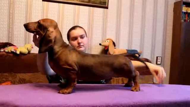 Элемент Надежды из Страны Грез - kennel-stranagrez.ru