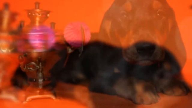 Текила Бум из Страны Грез