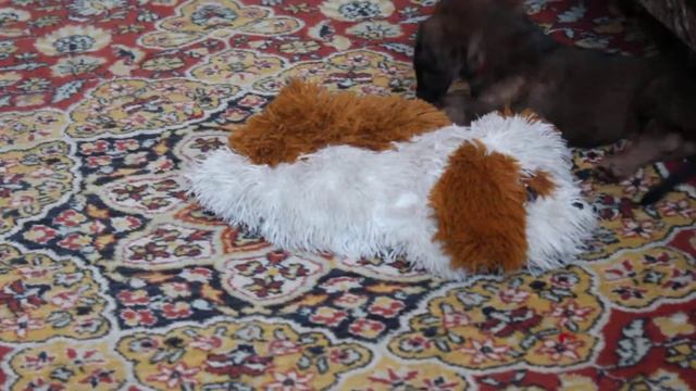 Позитивные таксята из Страны Грез)) 04.02.2012 - kennel-stranagrez.ru