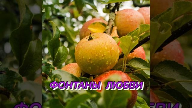 ФОНТАНЫ ЛЮБВИ Сергей Грищук