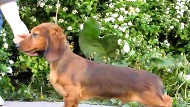 Фаворит из Страны Грез 26.05.11