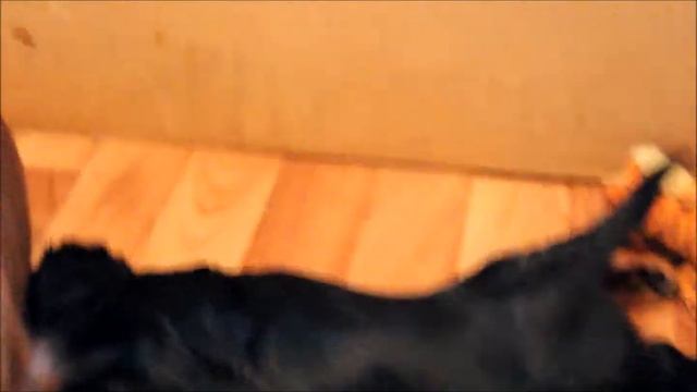 Таксятам месяц)))