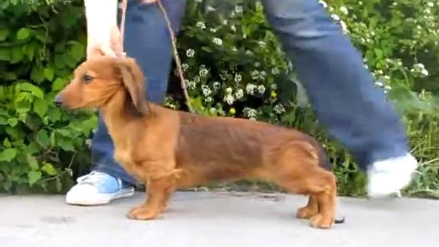 Фруктовая Карамелька из Страны Грез 26.05.11