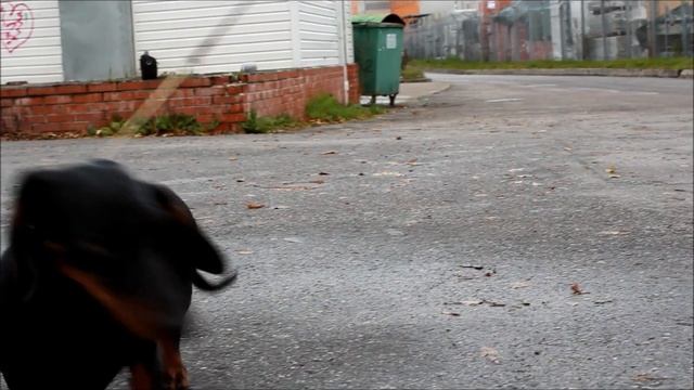 Motetka Na Schastie Iz Strani Grez