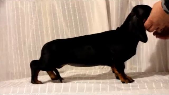 Жгучая Брюнетка Из Страны Грез