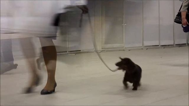 Udivitelnoe Chudo Iz Strani Grez