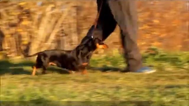 Сакура из Страны Грез (kennel Iz Strani Grez)