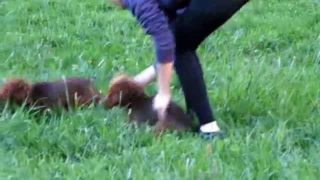 Продаются щенки ИЗ СТРАНЫ ГРЕЗ!!!