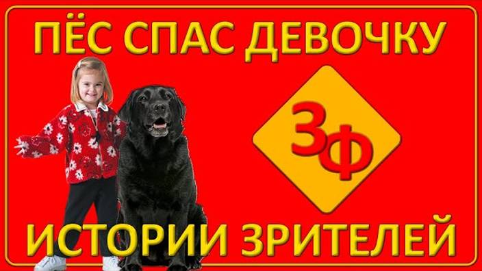 081 Загадочный пёс спас девочку от волков _ Истории наших зрителей [get-save.com]