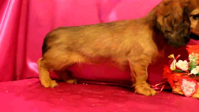 kennel-stranagrez.ru - Гармония Души Из Страны Грез (13.02.12)