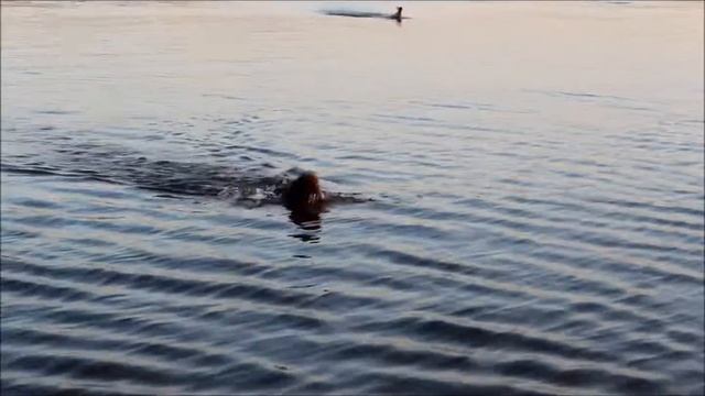 Таксы из Страны Грёз - наши вечерние прогулки.