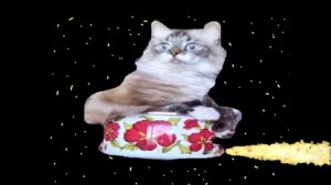 Кошка села в кастрюлю и полетела на луну!!!