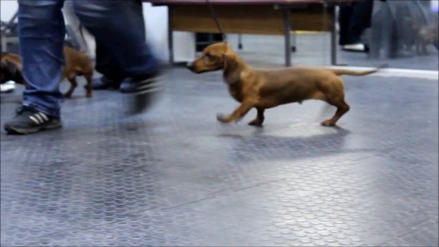 Президент Из Страны Грёз - 4 месяца