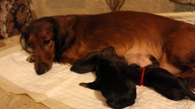 родилась Ханти или Графская Дочь из Страны Грез.MOV