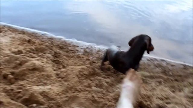 Таксы Из Страны Грез на отдыхе 03.07.12