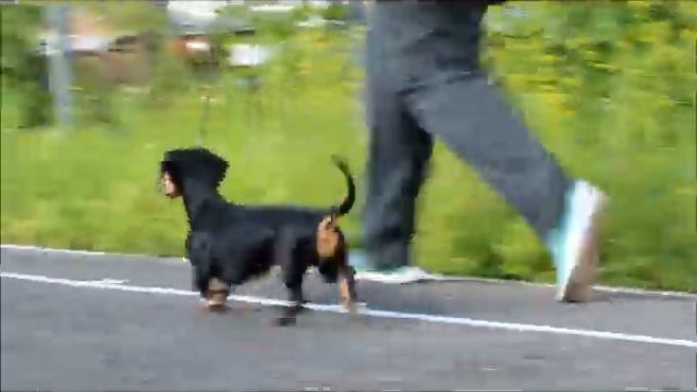 FORTUNA IZ STRANI GREZ, born 28 11 2008; video 07.07.2018