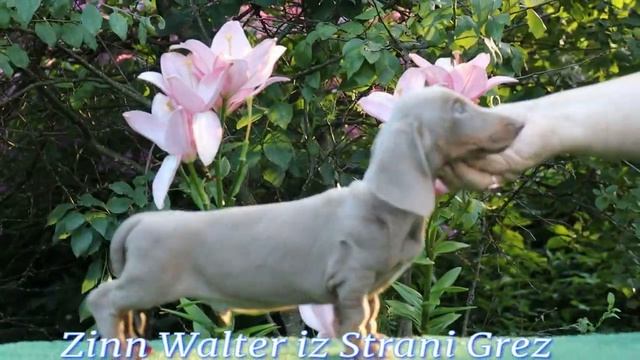 Zinn Walter iz Strani Grez