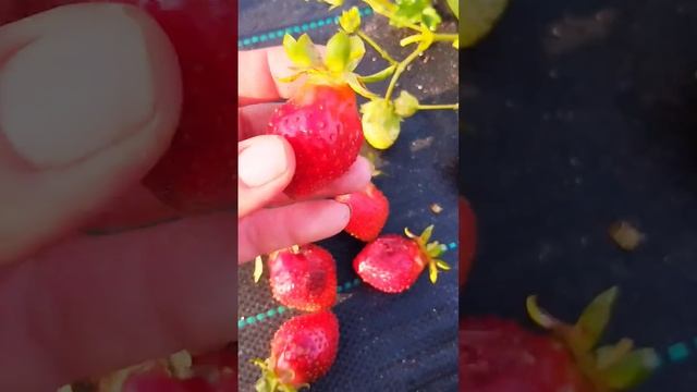 А теперь кусайте локти(ещё не всё потеряно! Сорт сохранён) #сад #огород