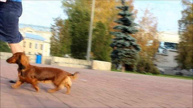 Grafskaja Doch Iz Strani Grez