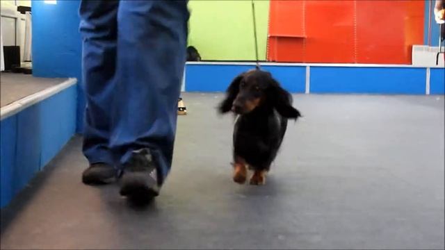 Грациозная Принцесса из Страны Грёз