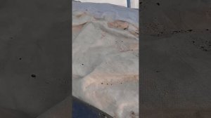 Из чего сделать бирки для маркировки сортов