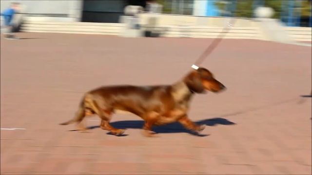 Plenitelnoe Schastie iz Strani Grez