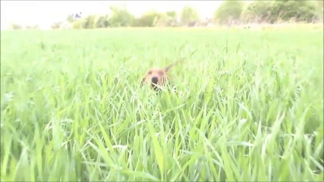 Таксячьи забавы в полях