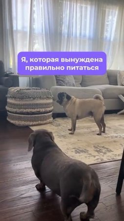 несправедливость жизни #shots #sports #motivation #юмор