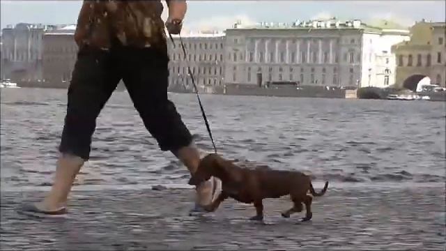I live in St  Petersburg - Krutoy Uoker Iz Strani Grez
