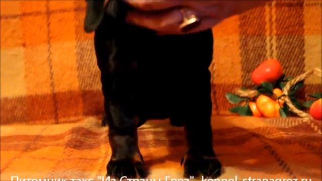 Дар Судьбы из Страны Грез