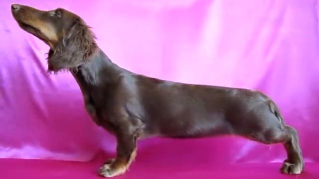 Удача На Угад из Страны Грез 28 04 11