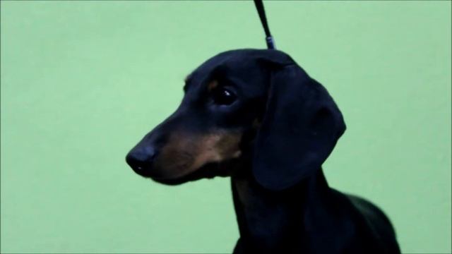 Fortuna Iz Strani Grez 22.02.2013