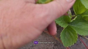 Зачем прикалывать скрепками усы земляники