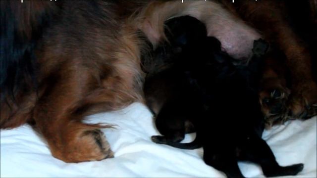 Первый день жизни маленького принца и принцессы