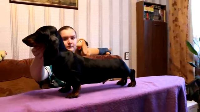 Экстра Класс из Страны Грез - kennel-stranagrez.ru