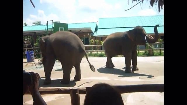 Тайланд Слоны