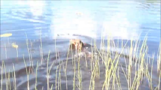 Зарисовки с купаний