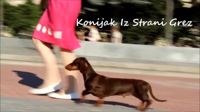 Konijak Iz Strani Grez 14.08.12