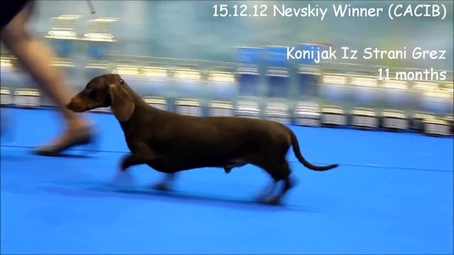 15.12.12 Konijak Iz Strani Grez