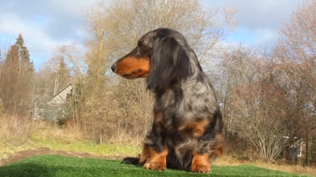 Феечка или Фиалка из Страны Грёз (осень 2021)