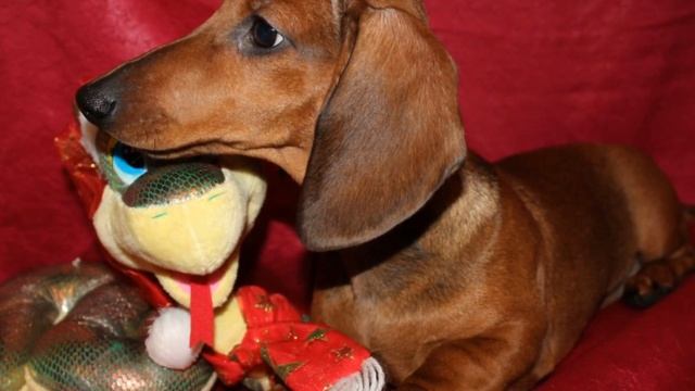 Радость Души Моей из Страны Грез