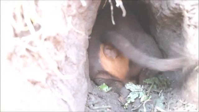 Коньяк и Фаня в норе