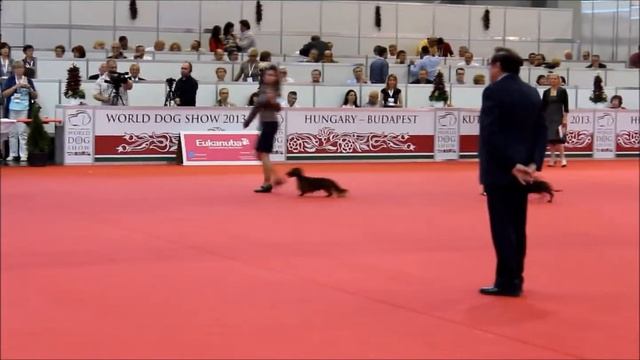 Konijak Iz Strani Grez - JUNIOR WORLD WINNER